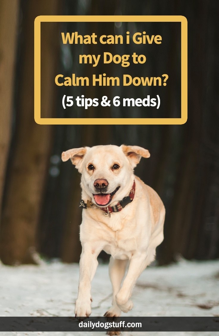 What Can I Give My Dog To Calm Him Down 5 Tips And 6 Meds Daily Dog