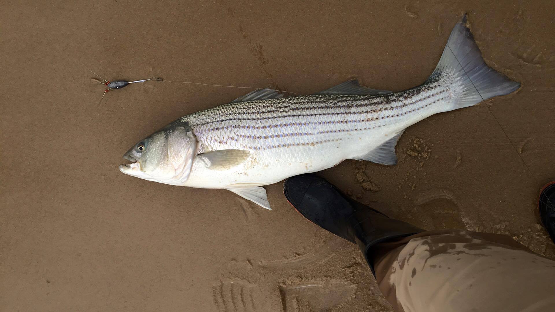 Striped Bass Move Into The Surf Delaware Surf