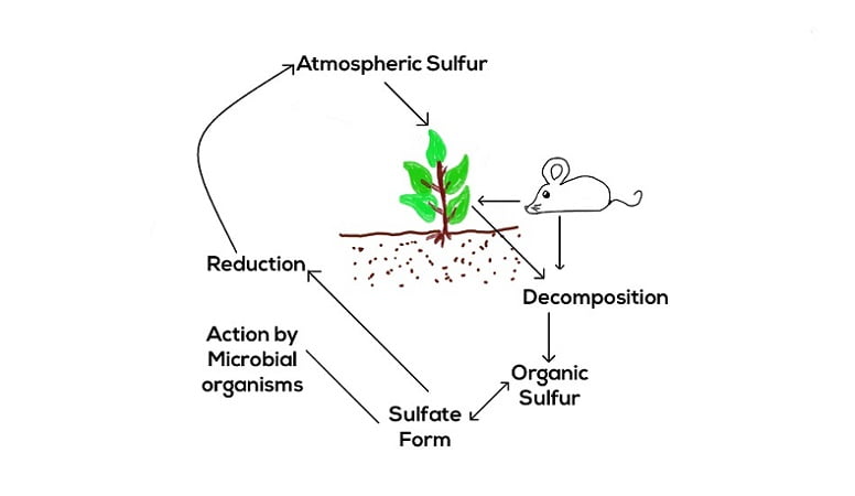 Sulfur Cycle Diagram