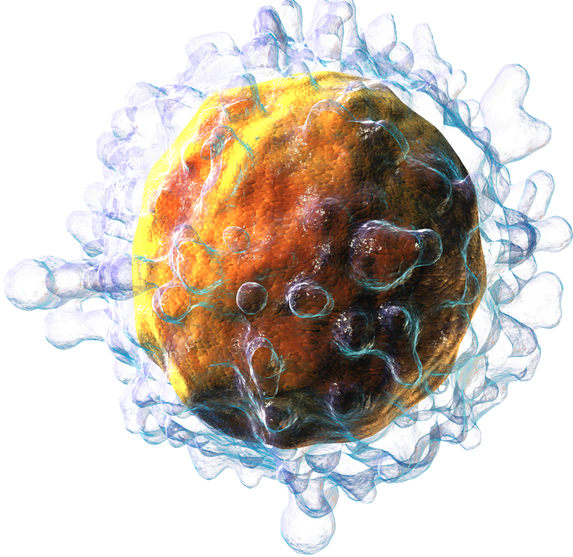 Difference Between T Lymphocytes And B Lymphocytes Compare The