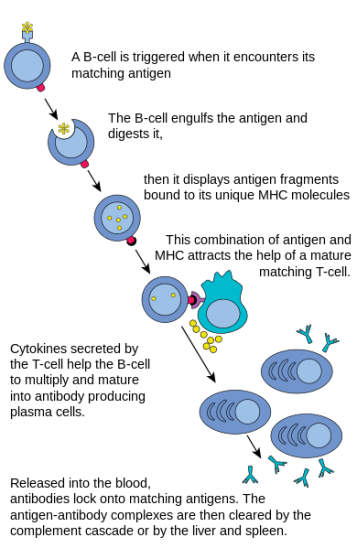 Difference Between Humoral And Cell Mediated Immunity Compare The