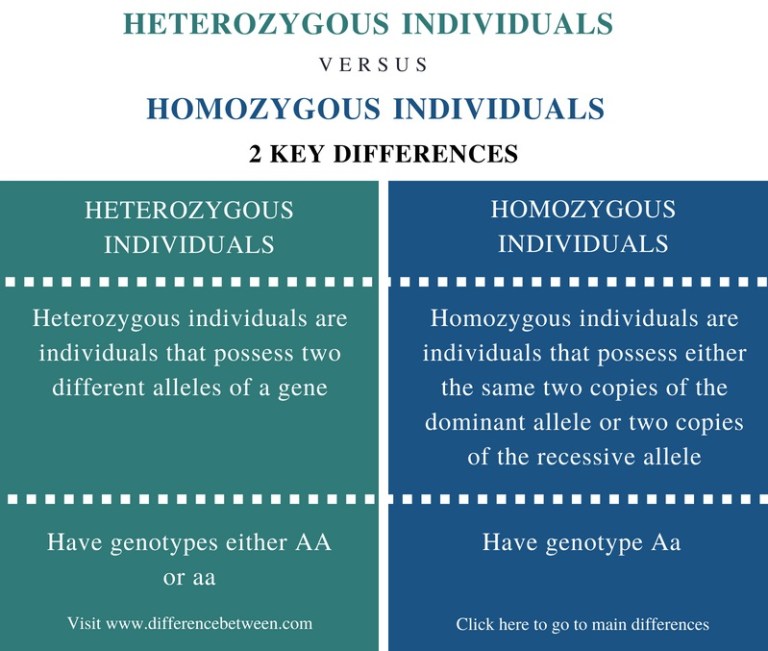 Difference Between Heterozygous And Homozygous Individuals Compare