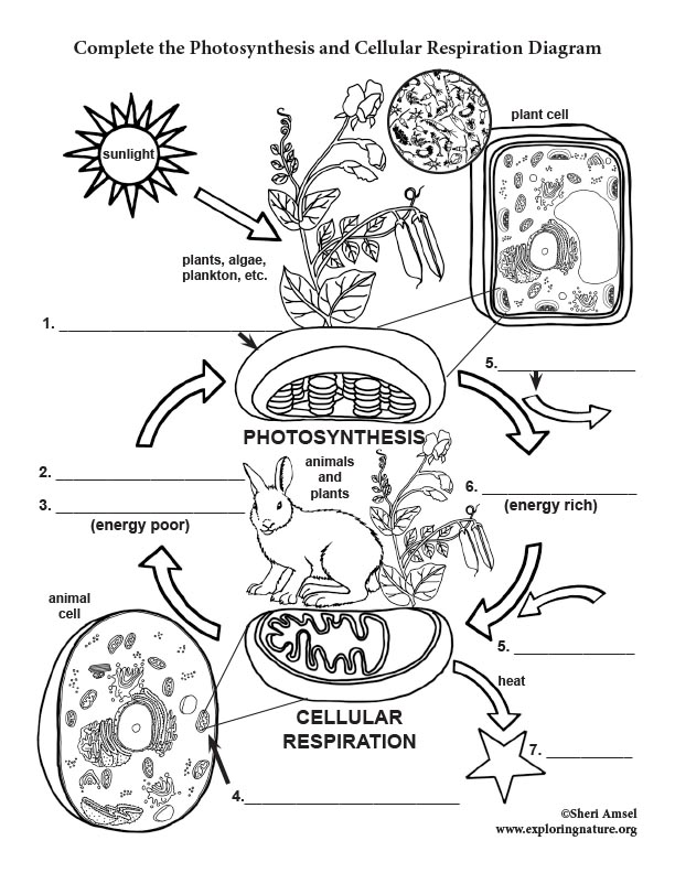 Cellular Respiration Coloring Worksheet Printable Calendars At A Glance