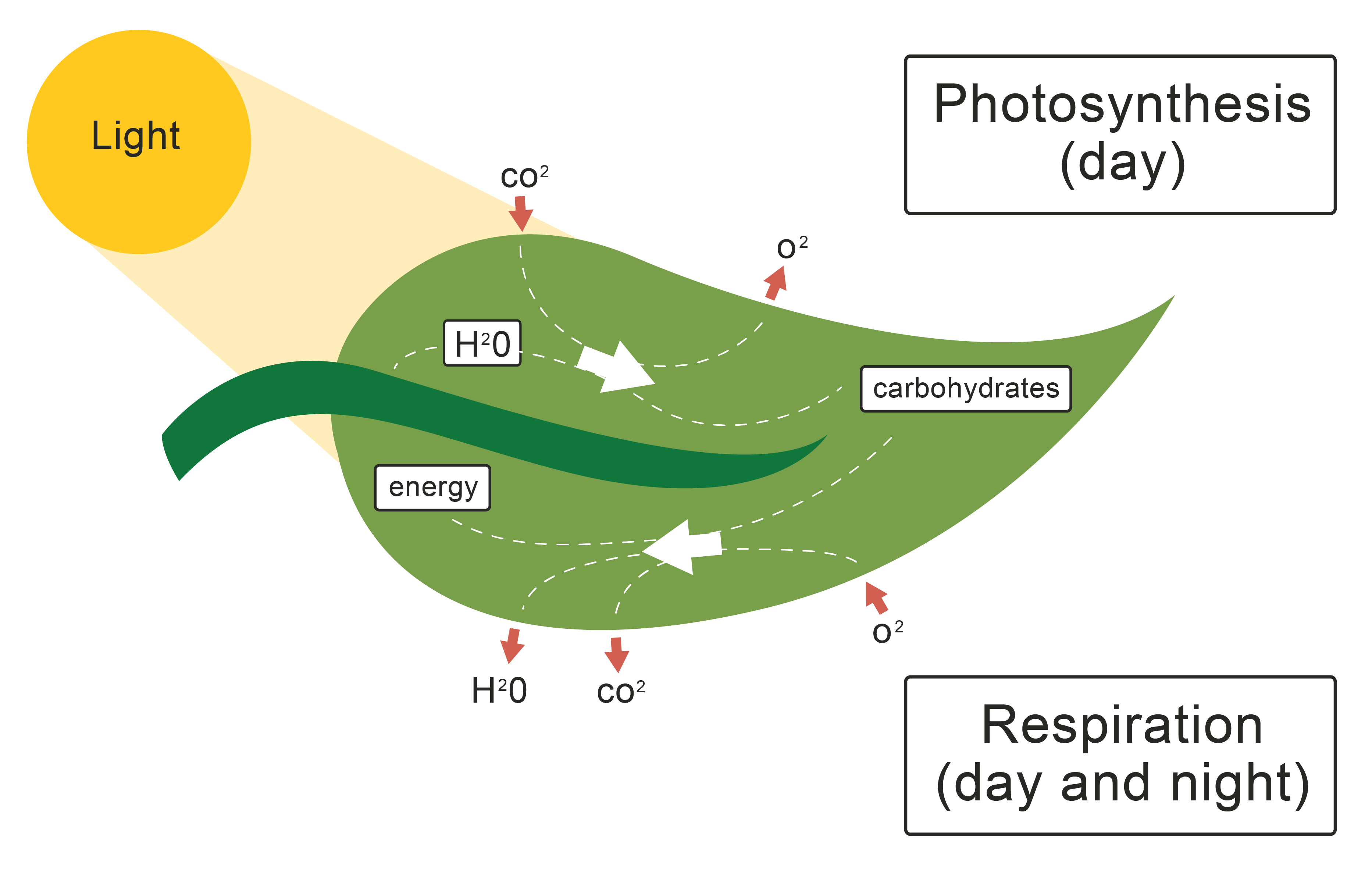 Diagram Of A Leaf Photosynthesis