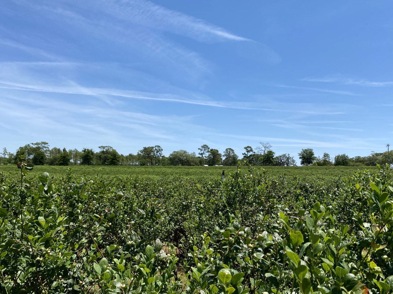 Florida U Pick Blueberries At Red White And Blues Farm Florida Lives