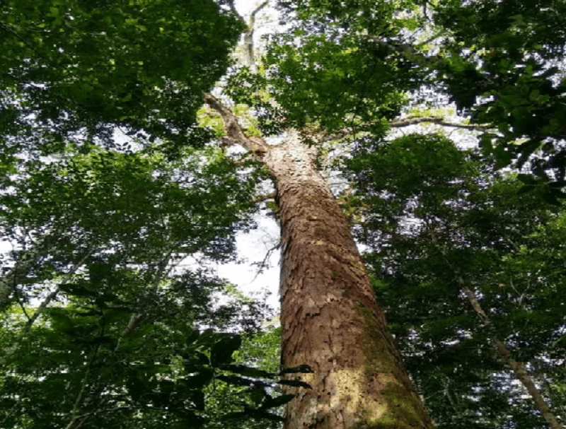 Pesquisadores Encontram árvore Mais Alta Da Amazônia E Dizem Que ‘até O