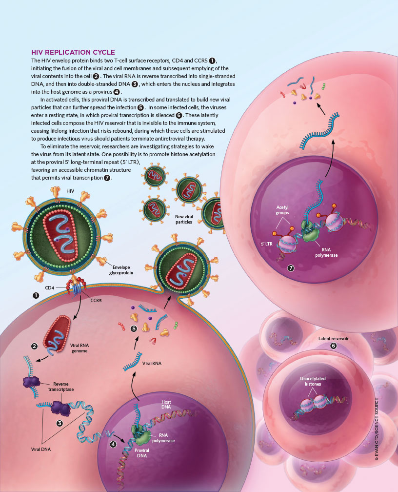 The 7 Stages Of The Hiv Life Cycle Explained