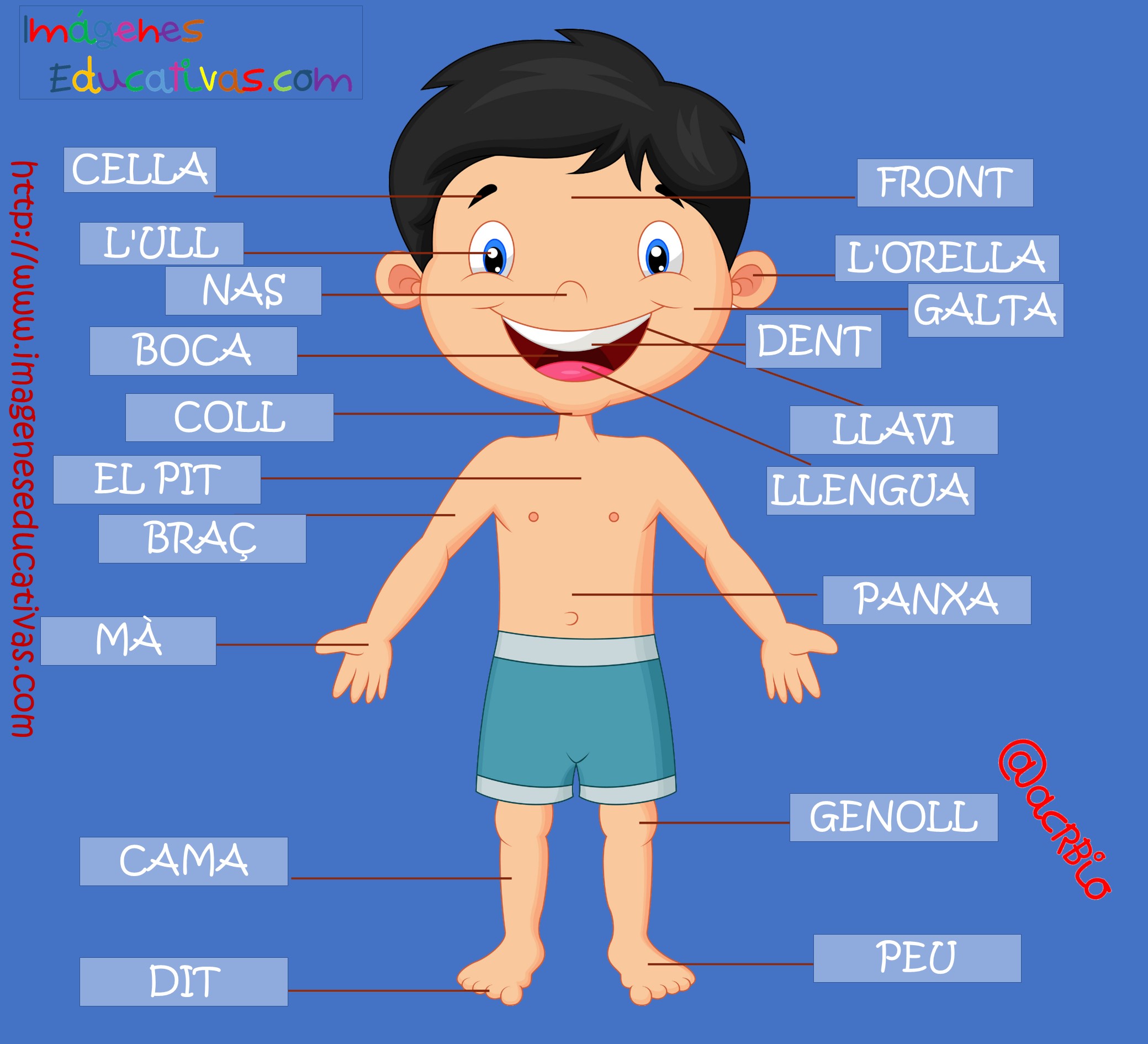 Partes Del Cuerpo En Catalán 3 Imagenes Educativas