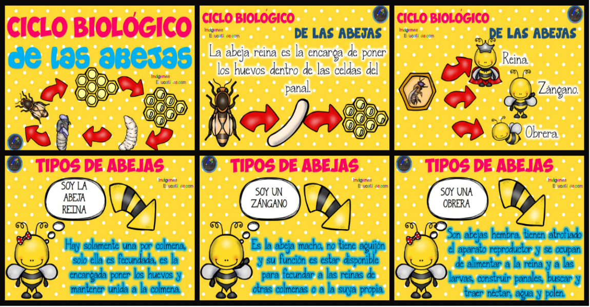 Ciclo Biológico De Las Abejas Para Niños Imagenes Educativas