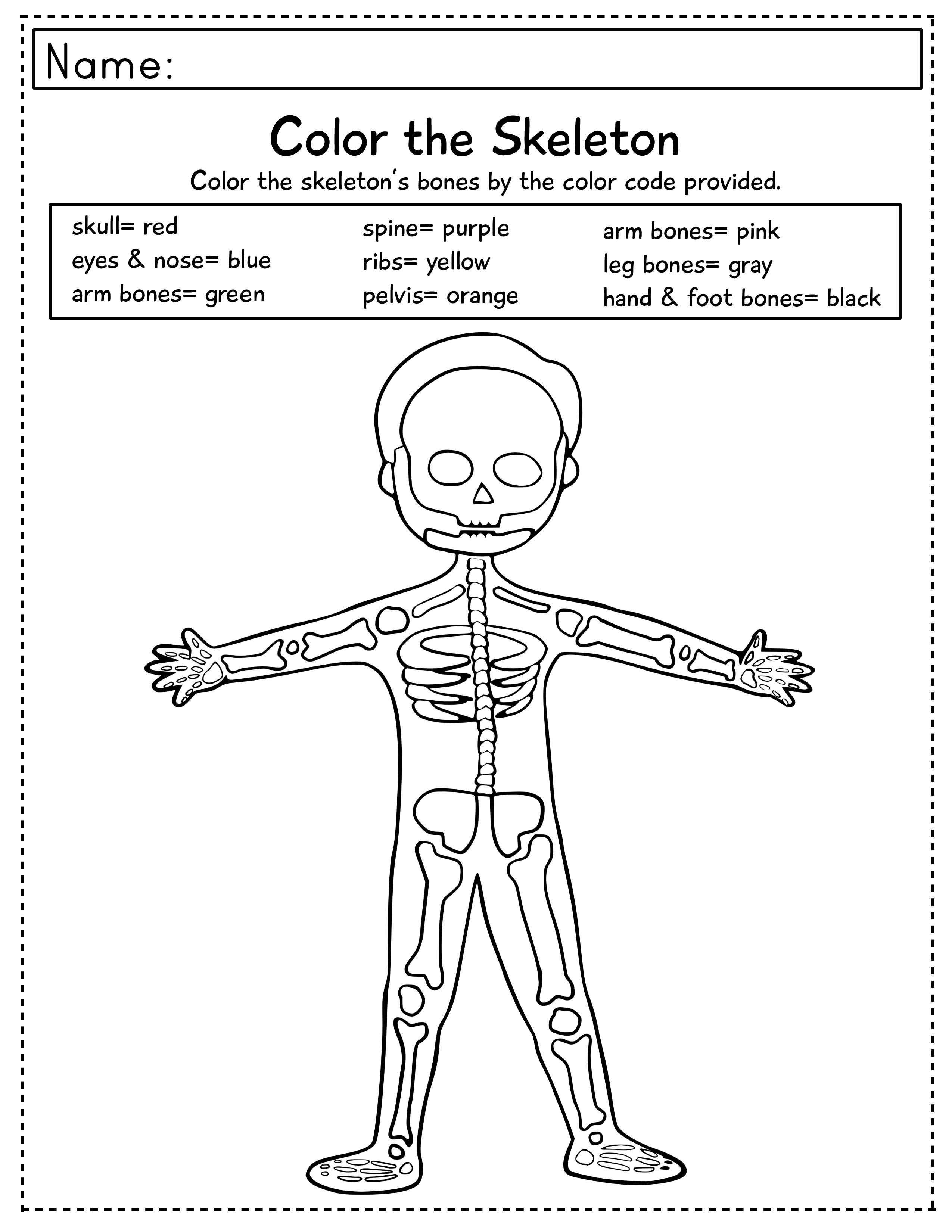 Printable Skeletal System Worksheets