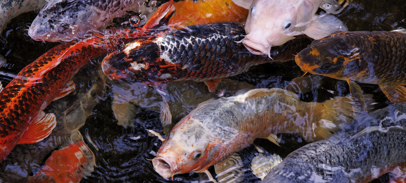 Comment élever Des Carpes Koi Jardins Aquatiques