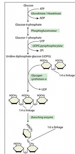 Glycogenesis Pathway Definition Glycogen Synthesis Steps Cycle And