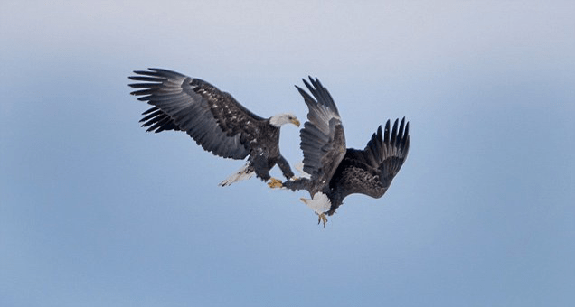 Eagle Facts 37 Interesting Facts About Eagles