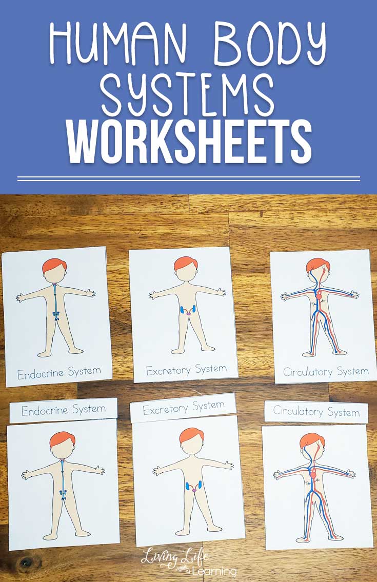 Free Printable Human Body Systems Worksheets Printable Words Worksheets