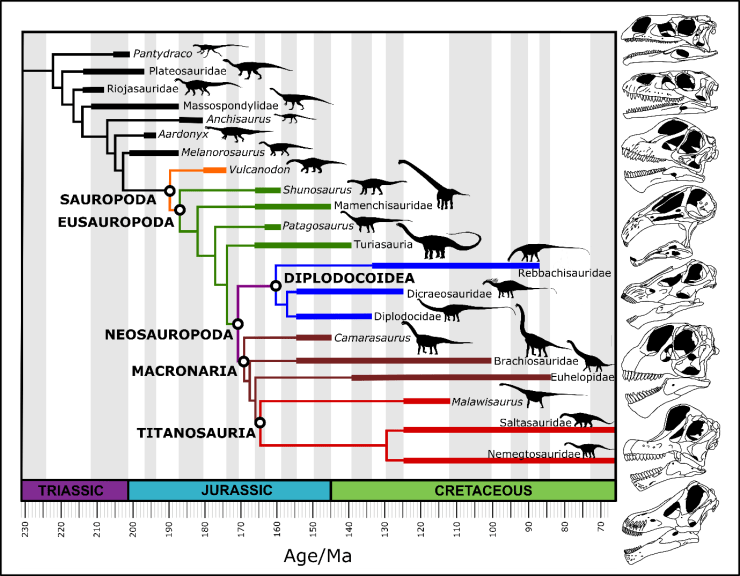 Palaeontology Online Article Fossil Focus Fossil Focus