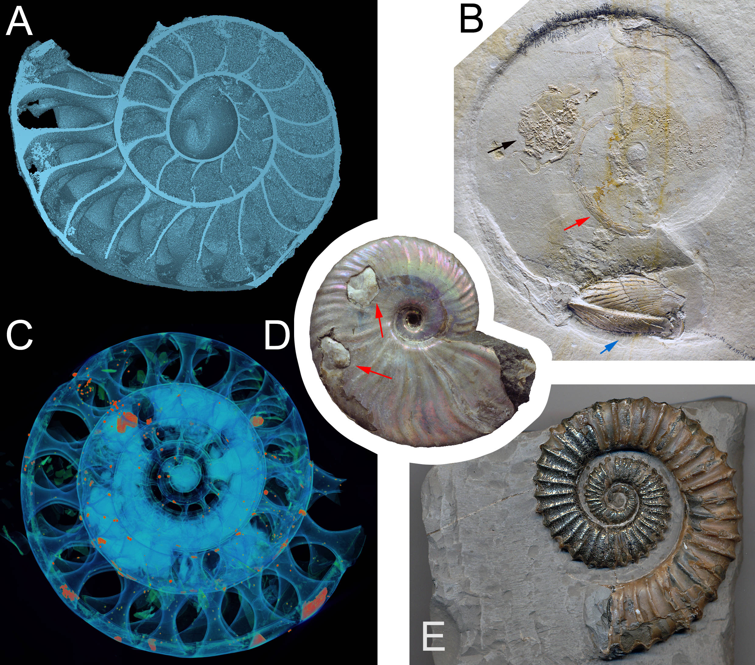 Palaeontology Online Article Fossil Focus Fossil Focus Ammonoids