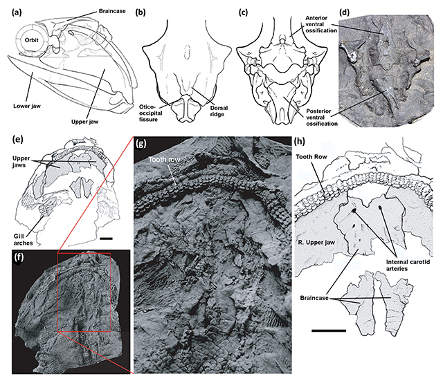 Palaeontology Online Article Fossil Focus Fossil Focus Acanthodians