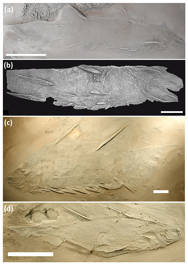 Palaeontology Online Article Fossil Focus Fossil Focus Acanthodians