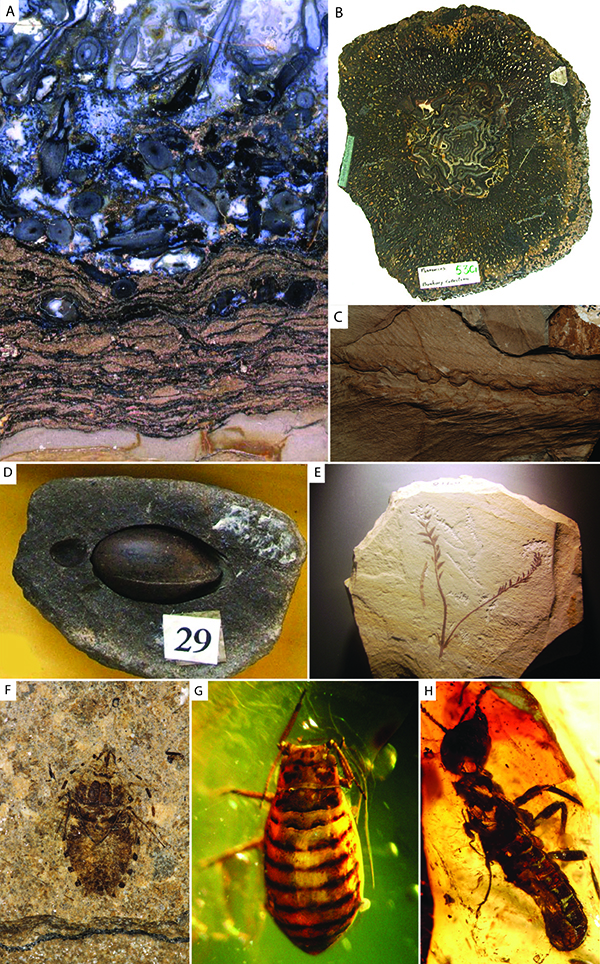 Palaeontology Online Article Fossil Focus Fossil Focus Arthropod