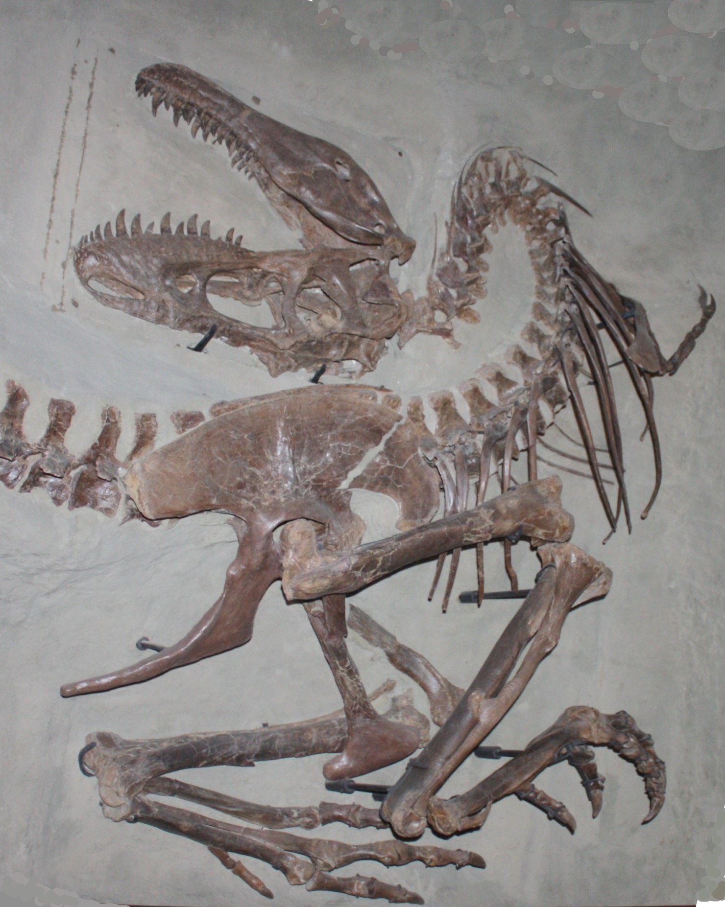 Palaeontology Online Article Fossil Focus Fossil Focus Tyrannosaurs