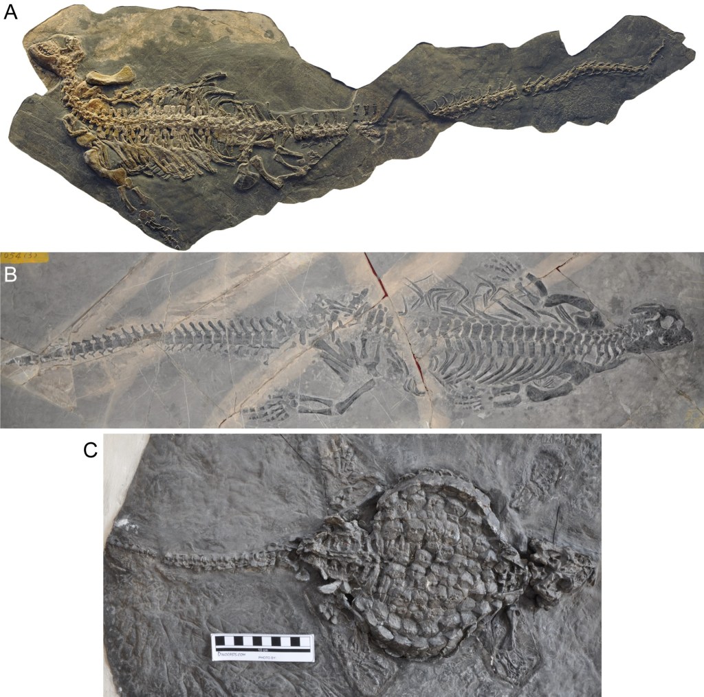 Palaeontology Online Article Fossil Focus Fossil Focus Placodonts