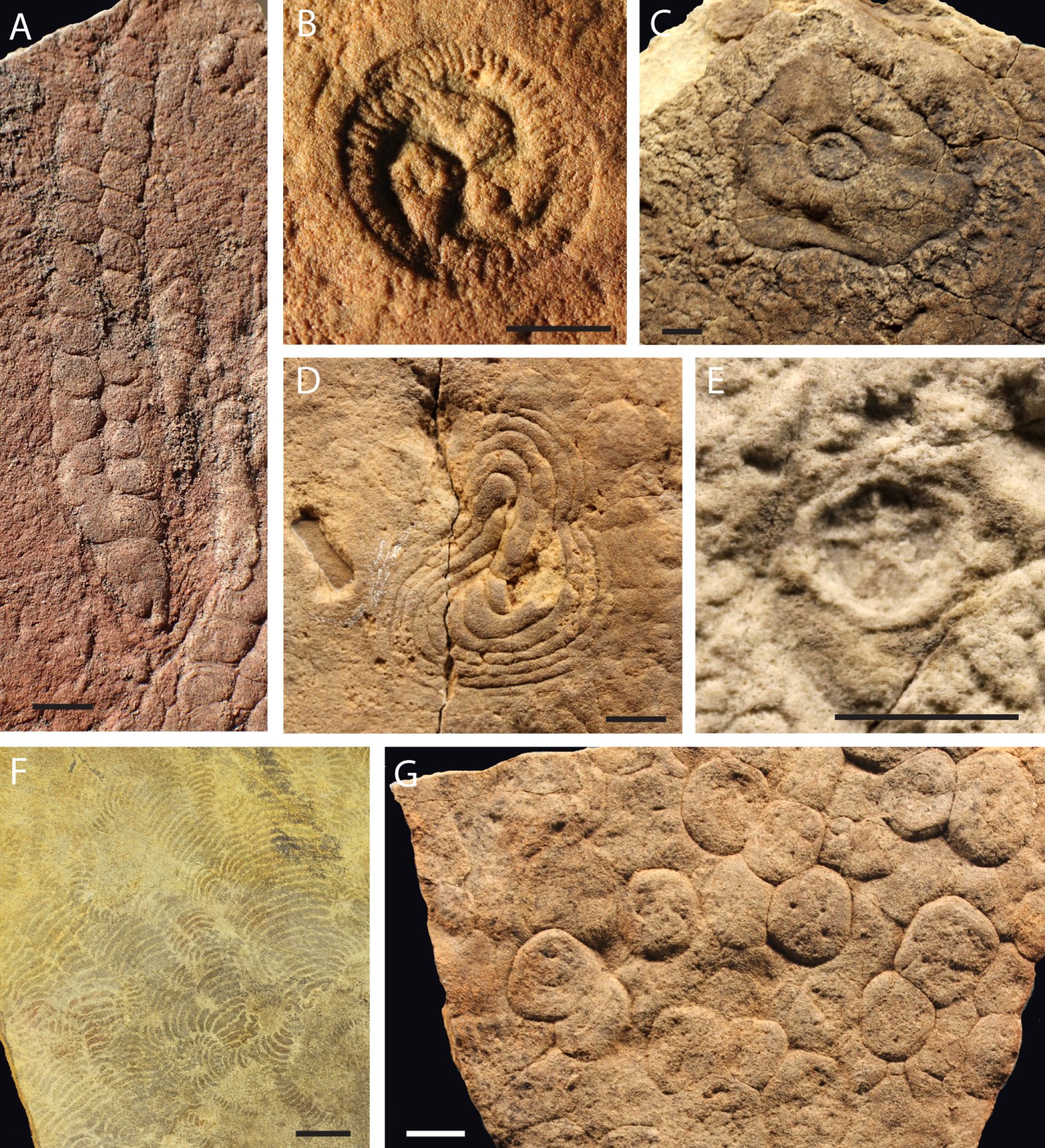 Palaeontology Online Article Fossil Focus Fossil Focus The