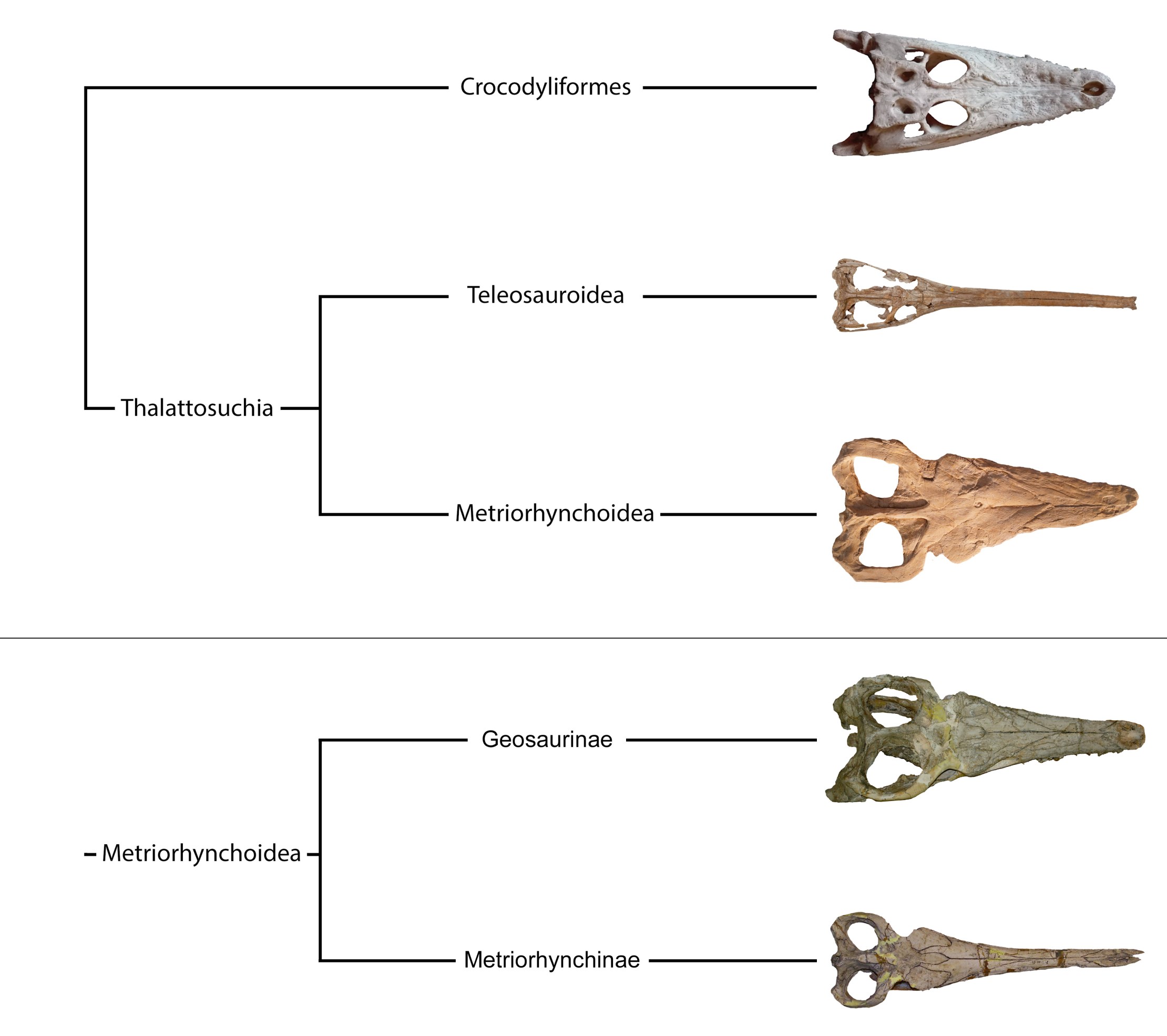 Palaeontology Online Article Fossil Focus Fossil Focus