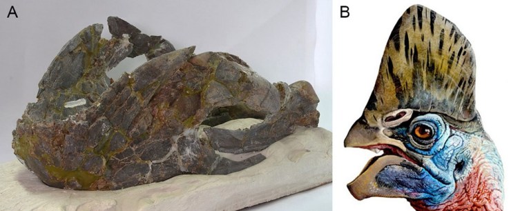 Palaeontology Online Article Fossil Focus Fossil Focus