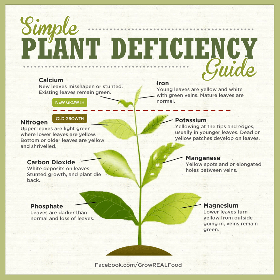 Identifying Plant Nutrient Deficiencies Permablitz Melbourne