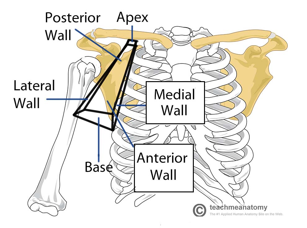 Upper Limb Anatomy The Axilla Ponder Med