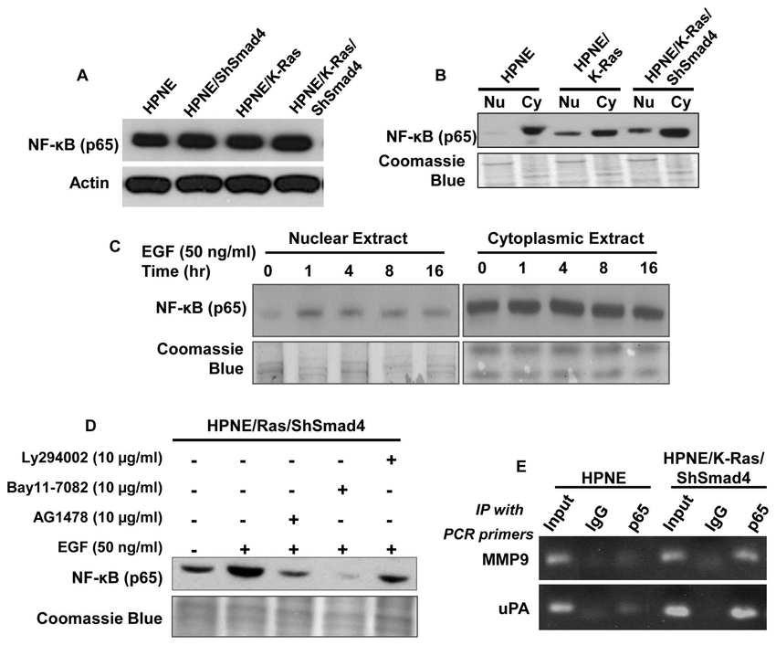 Nuclear Protein Western Blot