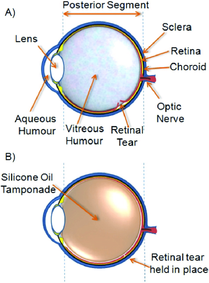 Schematic Diagram Of Human Eye Circuit Diagram