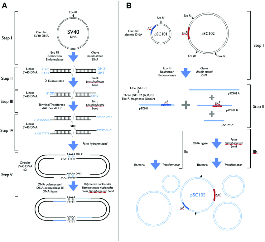 Schematic Representation Of Recombinant Dna Technology Circuit Diagram