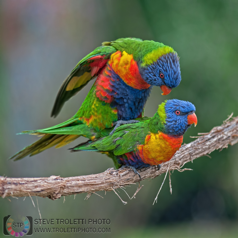 Rainbow Lorikeets Mating On A Vine Added To The Photo Gallery Steve