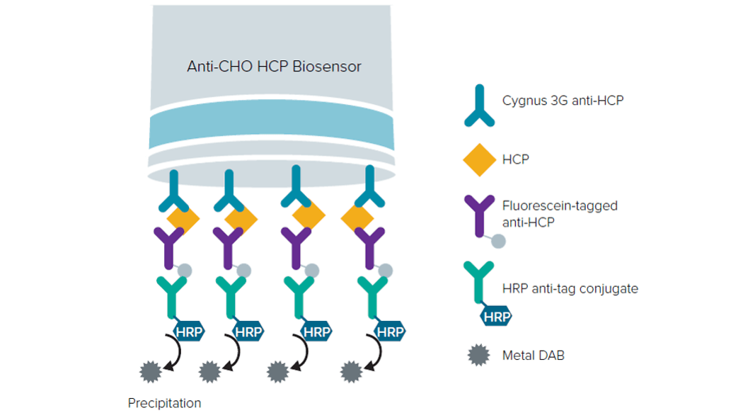 Hcp Host Cell Protein