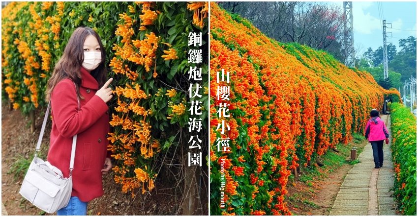 【苗栗景點】銅鑼炮仗花海公園．絕美炮仗花海瀑布山櫻花小徑，免費走春景點 Saydigi 點子科技生活