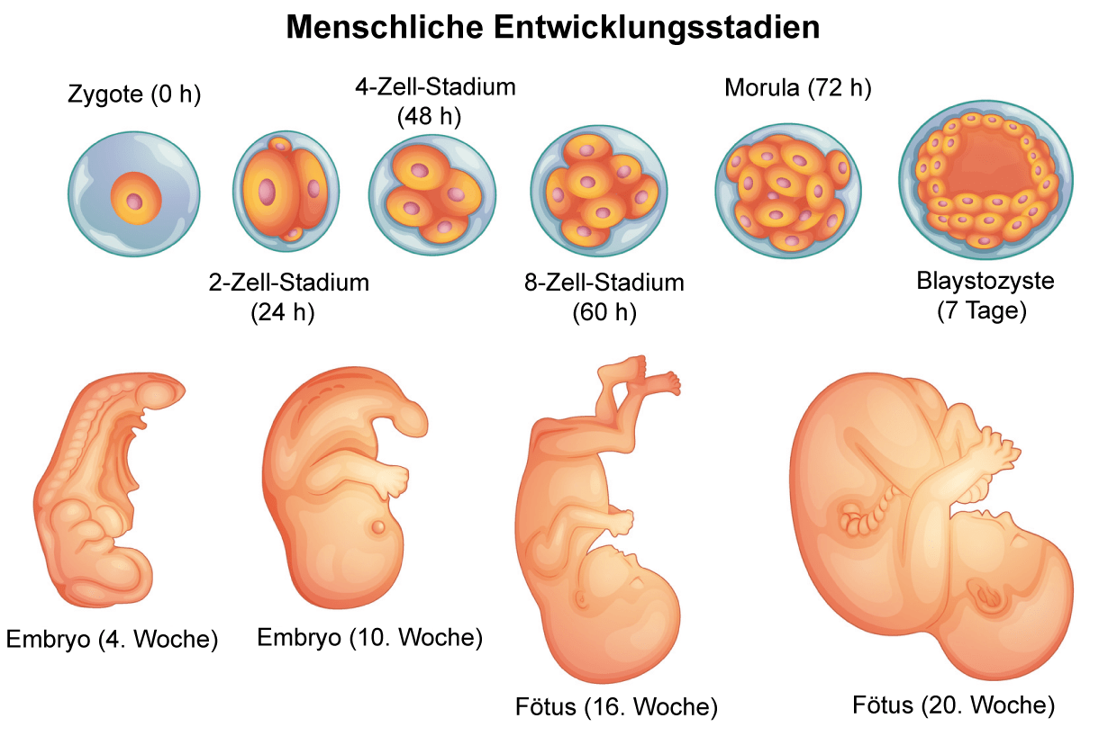 Entwicklungsstadien Der Schwangerschaft Der Kunstmaler