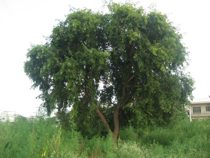 5 Medicinal Benefits Of Sheesham Tree You Must Know About