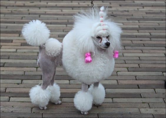 15 Very Interesting And Funny Dog Haircuts Page 2 Of 3 This Way Come