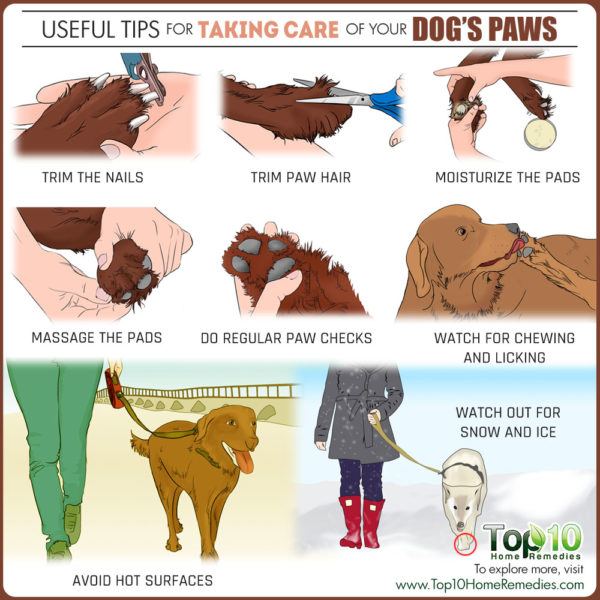 10 Useful Tips For Taking Care Of Your Dogs Paws