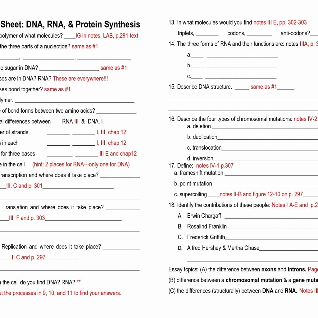 Dna To Rna To Protein Worksheet