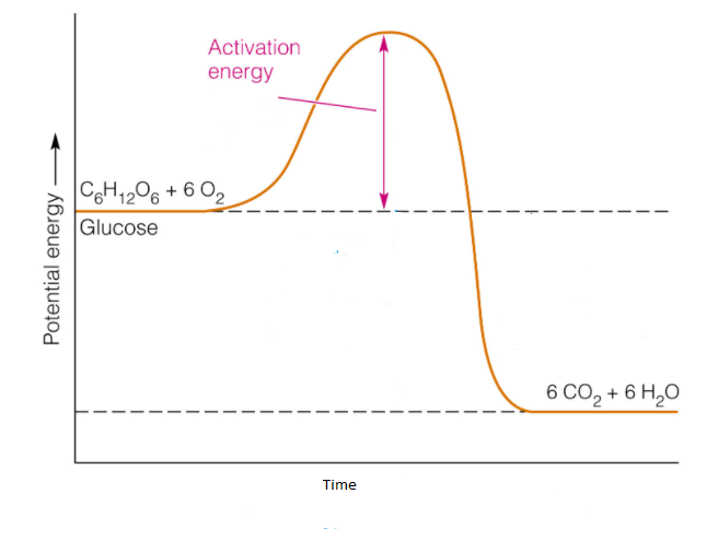 Potential Energy Diagram Exothermic Reaction