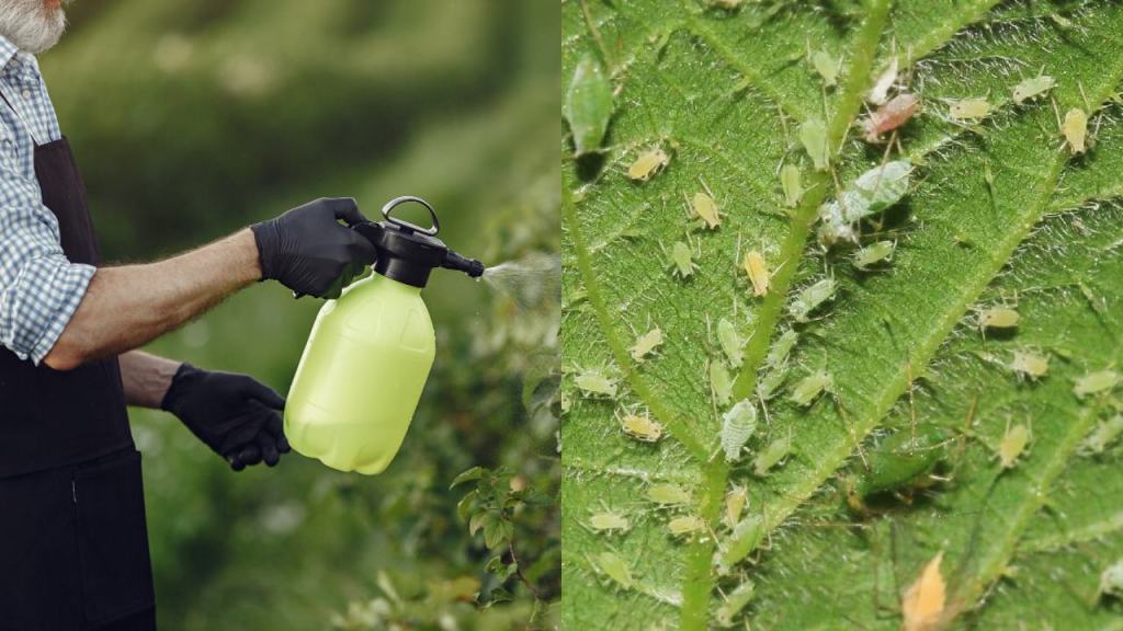 El Insecticida Casero Con Ajo Más Poderoso Para Eliminar El Pulgón De