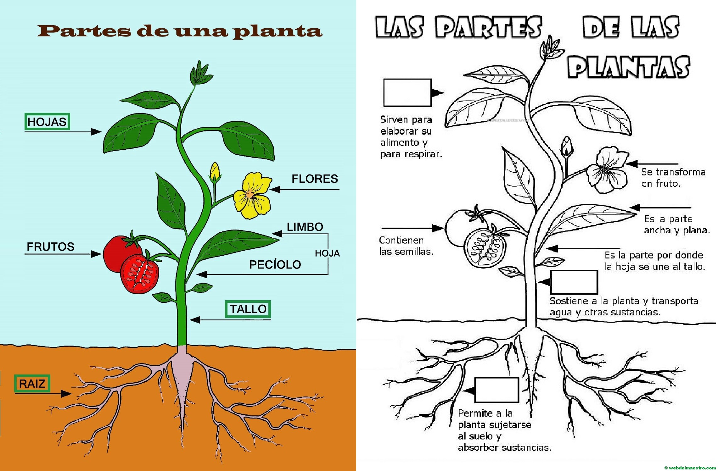 Partes De Una Planta Para Niños De Primaria Web Del Maestro