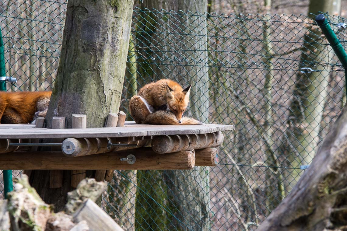 Natur Und Handicap Im Tier Und Pflanzenpark Fasanerie Wiesbaden Lebt