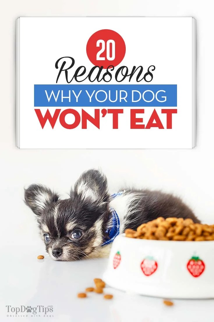 20 Reasons Why Your Dog Wont Eat Or Drink And What To Do About It