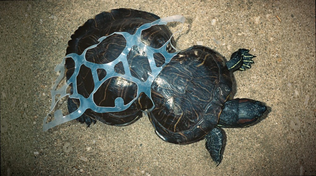 Tu Basura Está Matando A Cientos De Tortugas Al Año Tercera Vía