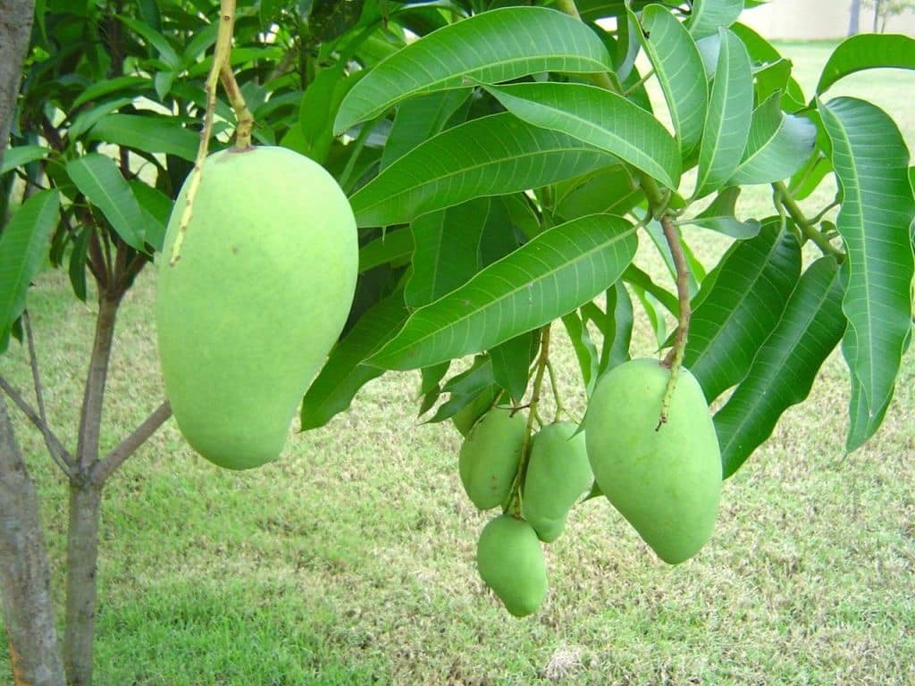 Klasifikasi Dan Morfologi Tanaman Mangga Inspirasi Berkebun Porn Sex