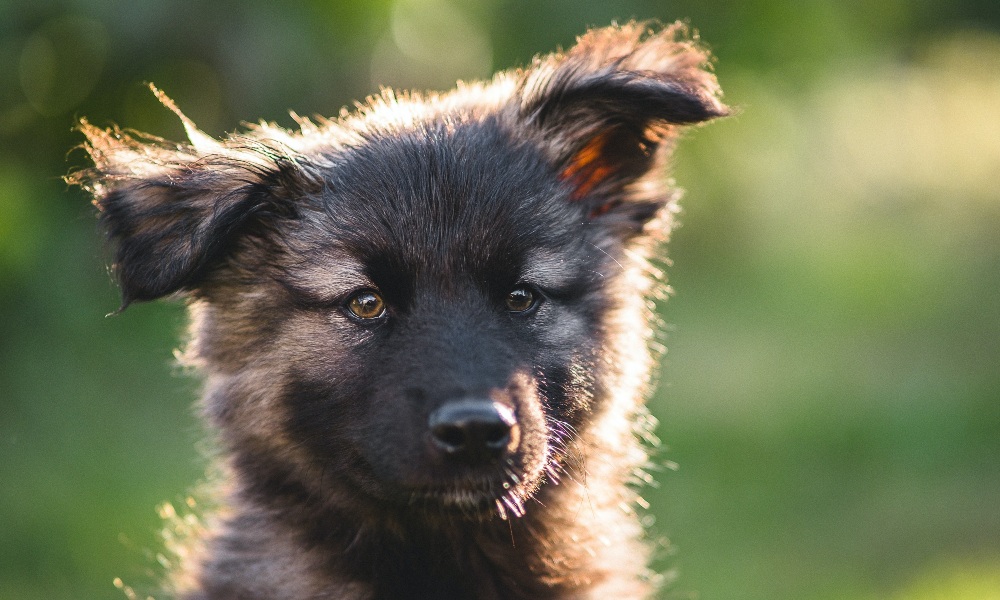 Short Haired German Shepherd Vs Long Haired Facts You Might Not Know