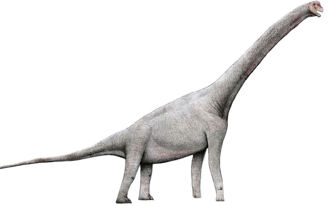 The Top 10 Largest Dinosaurs Ever To Have Lived